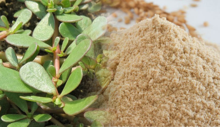 Tác dụng của rau sam qua 5 cách đánh bay mụn và thâm nám