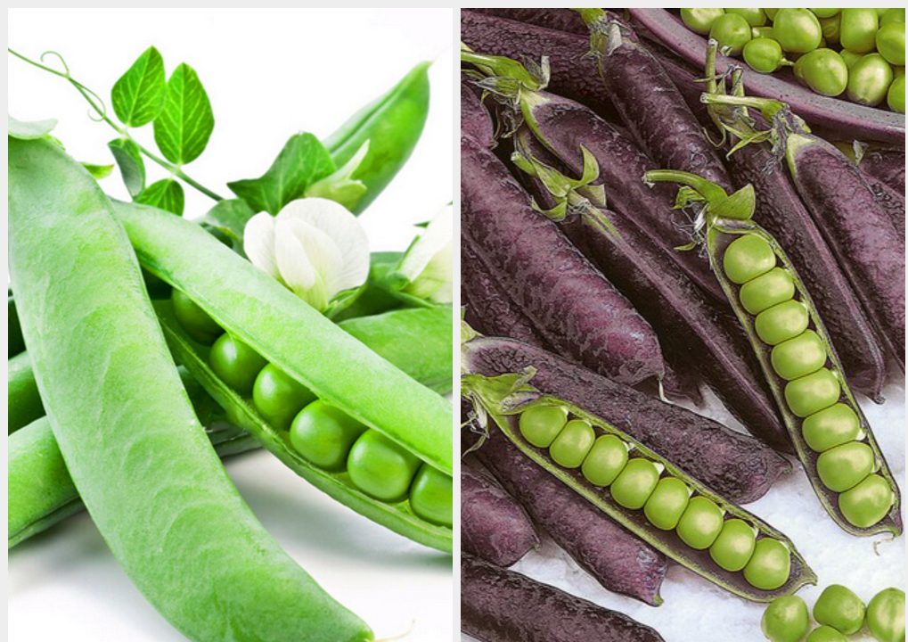 Đậu hà lan 🌿 10 lợi ích ít biết và cách phân biệt