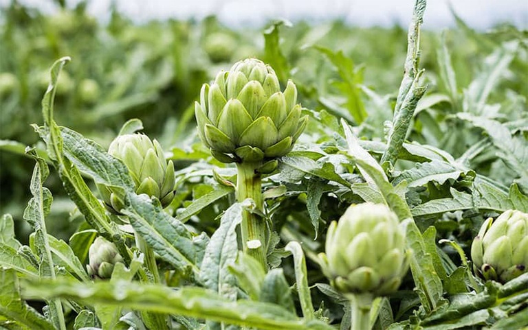 Cao Atiso tại Đà Nẵng - Thần dược vàng cho gan